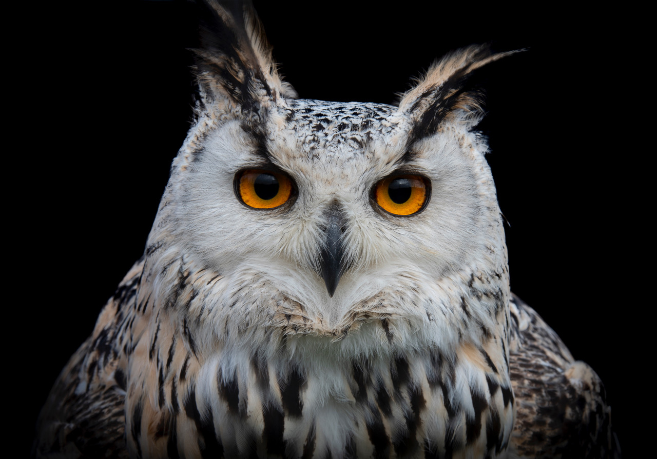 Le Parc aux Rapaces de Madiran - Guide Toulouse Pyrénées